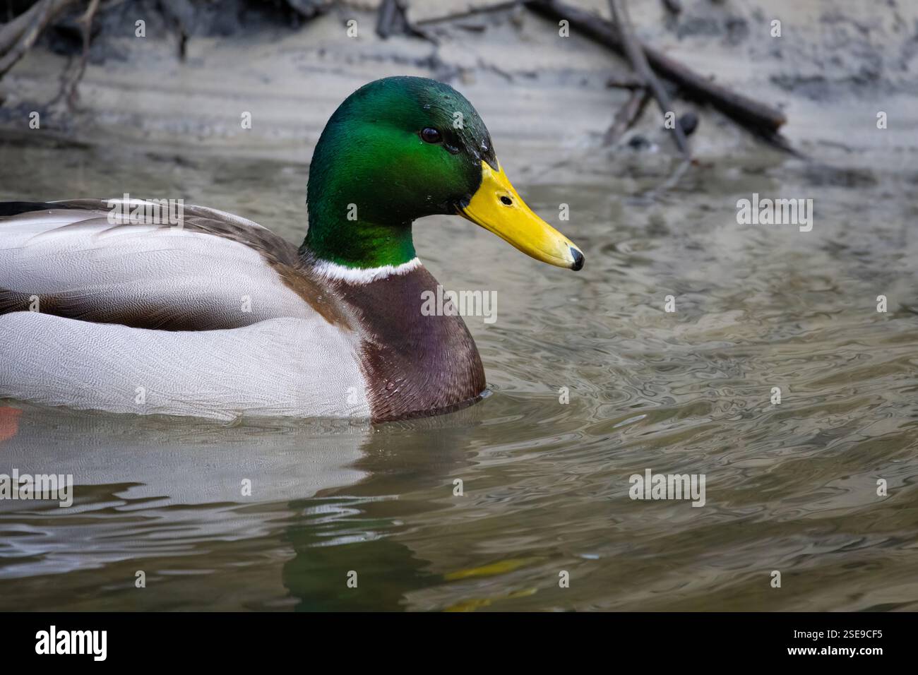 The most famous and common wild duck winter season Stock Photo - Alamy