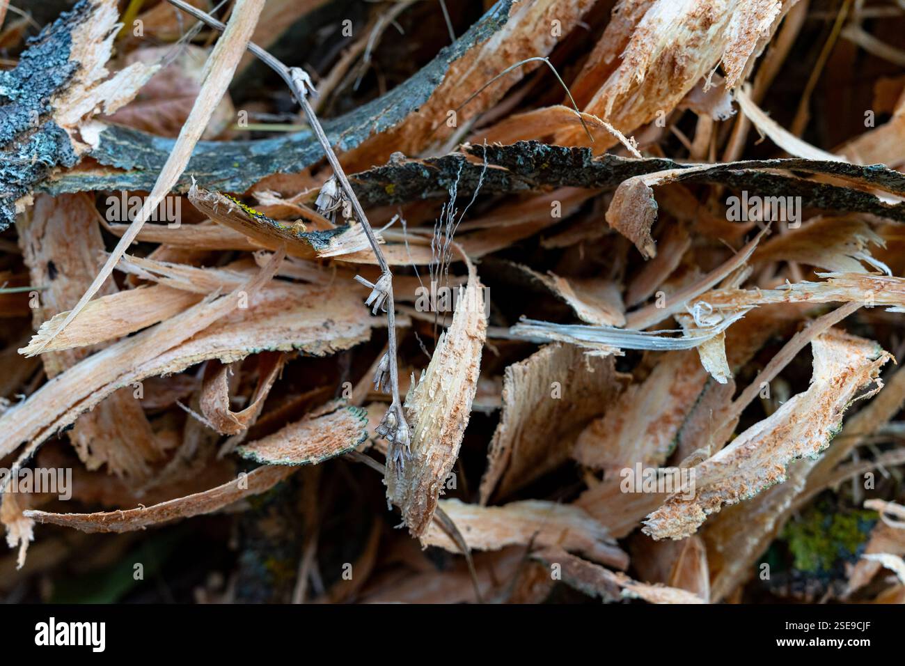 Twisted pieces of bark and fine wood shavings are strewn across the forest floor, illustrating ...