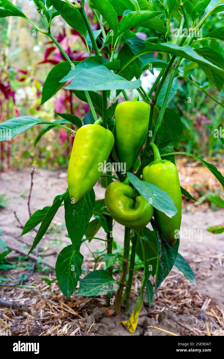 A row of healthy green pepper plants showcases vibrant peppers ready ...