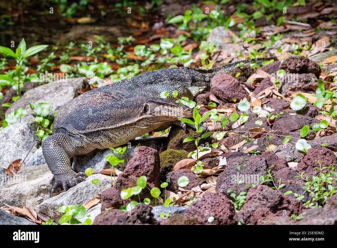 Monitor lizard basking in the wild, blending with the rocky terrain and ...
