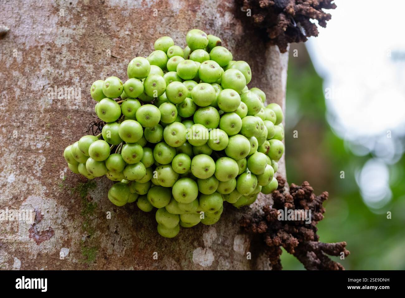 common red stem fig, Ficus variegata, fruits from the tree trunk ...