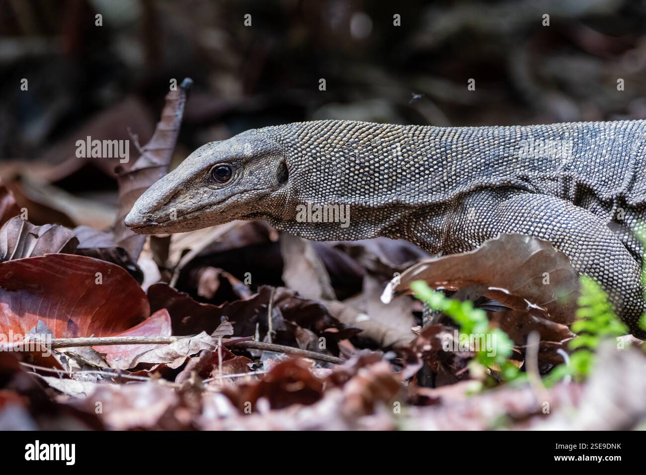 Close-up of a monitor lizard in its natural habitat, showcasing its ...