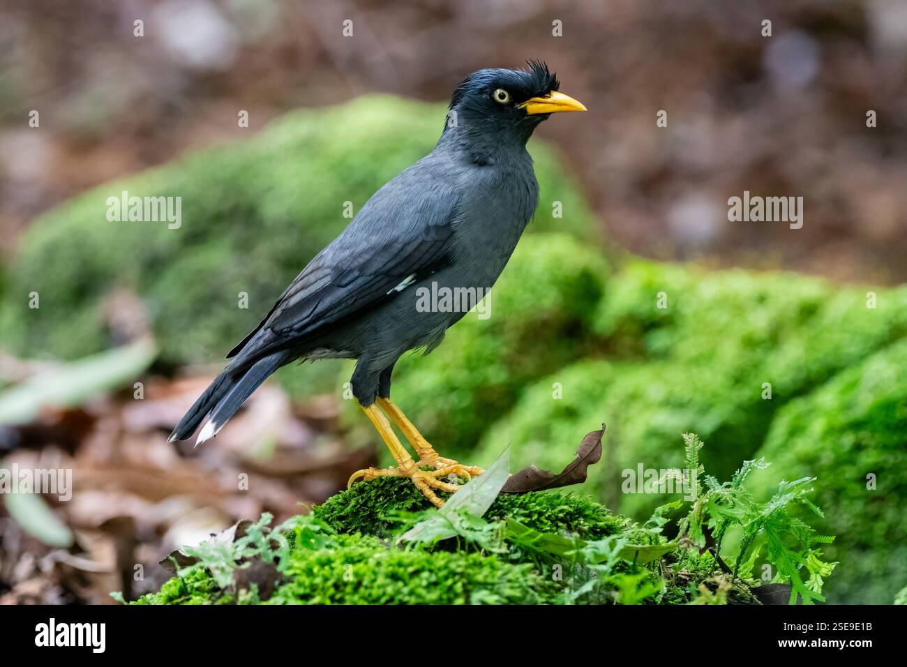 A black myna bird perched on vibrant green moss, showcasing its sleek ...
