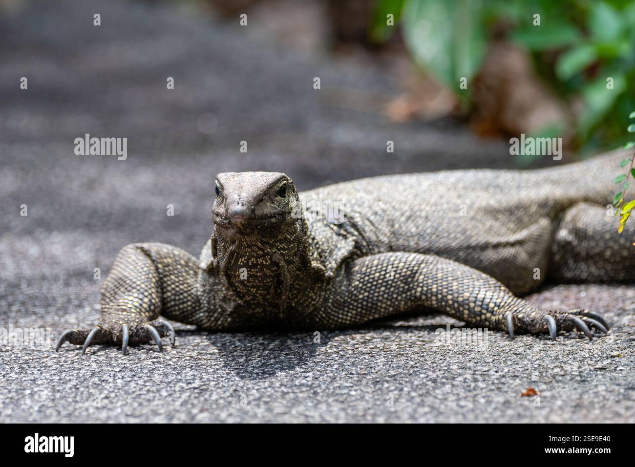 Monitor lizard resting on a road, showcasing its sharp claws and scaly ...