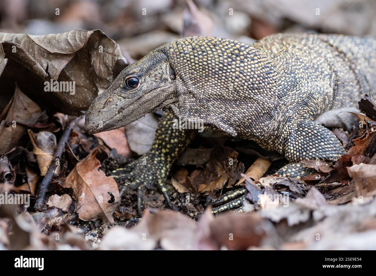Monitor lizard camouflaged in dry leaves, clouded monitor, Varanus ...