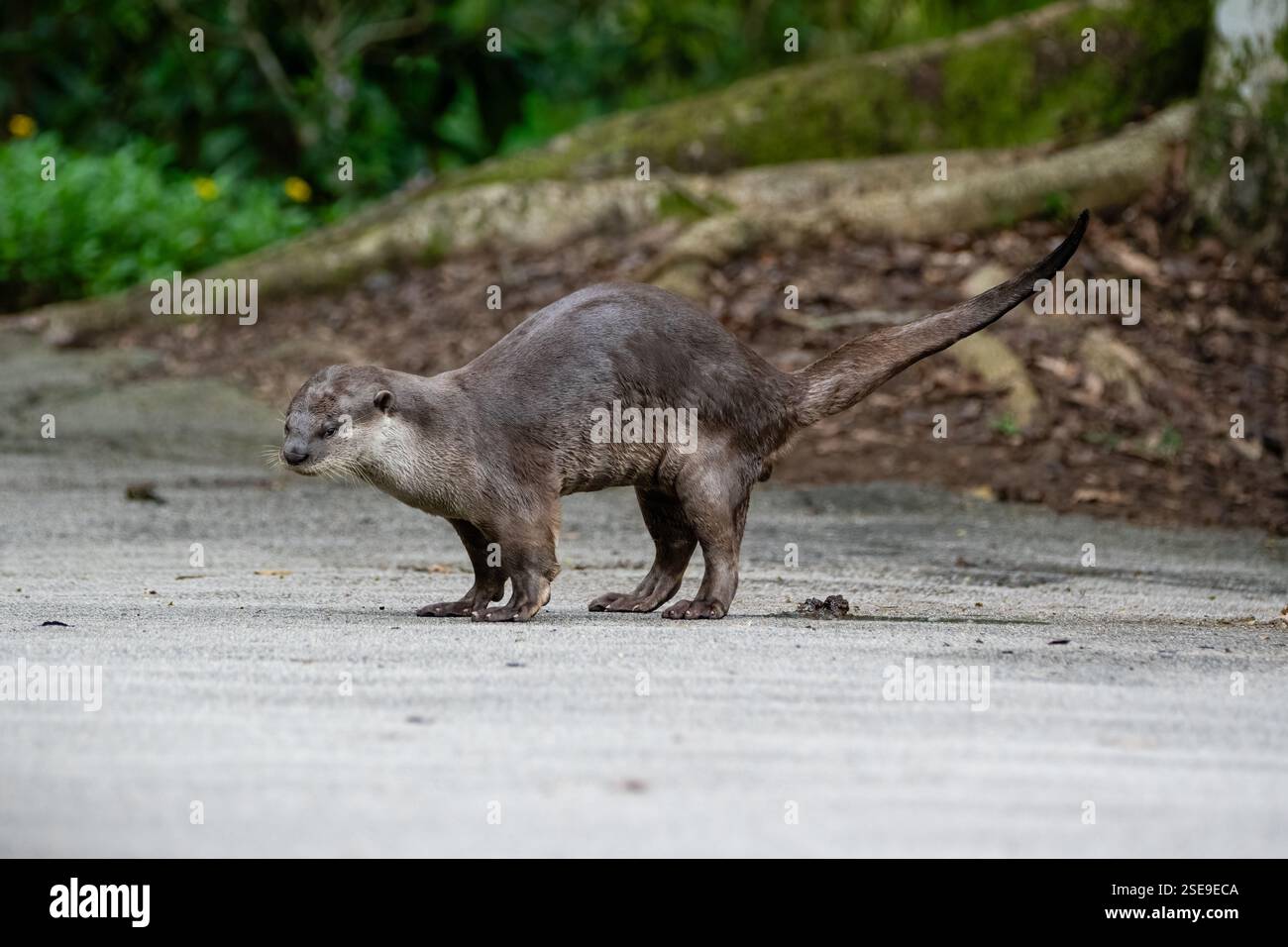Otter in the middle of a paved road defecating, Smooth coated otter ...