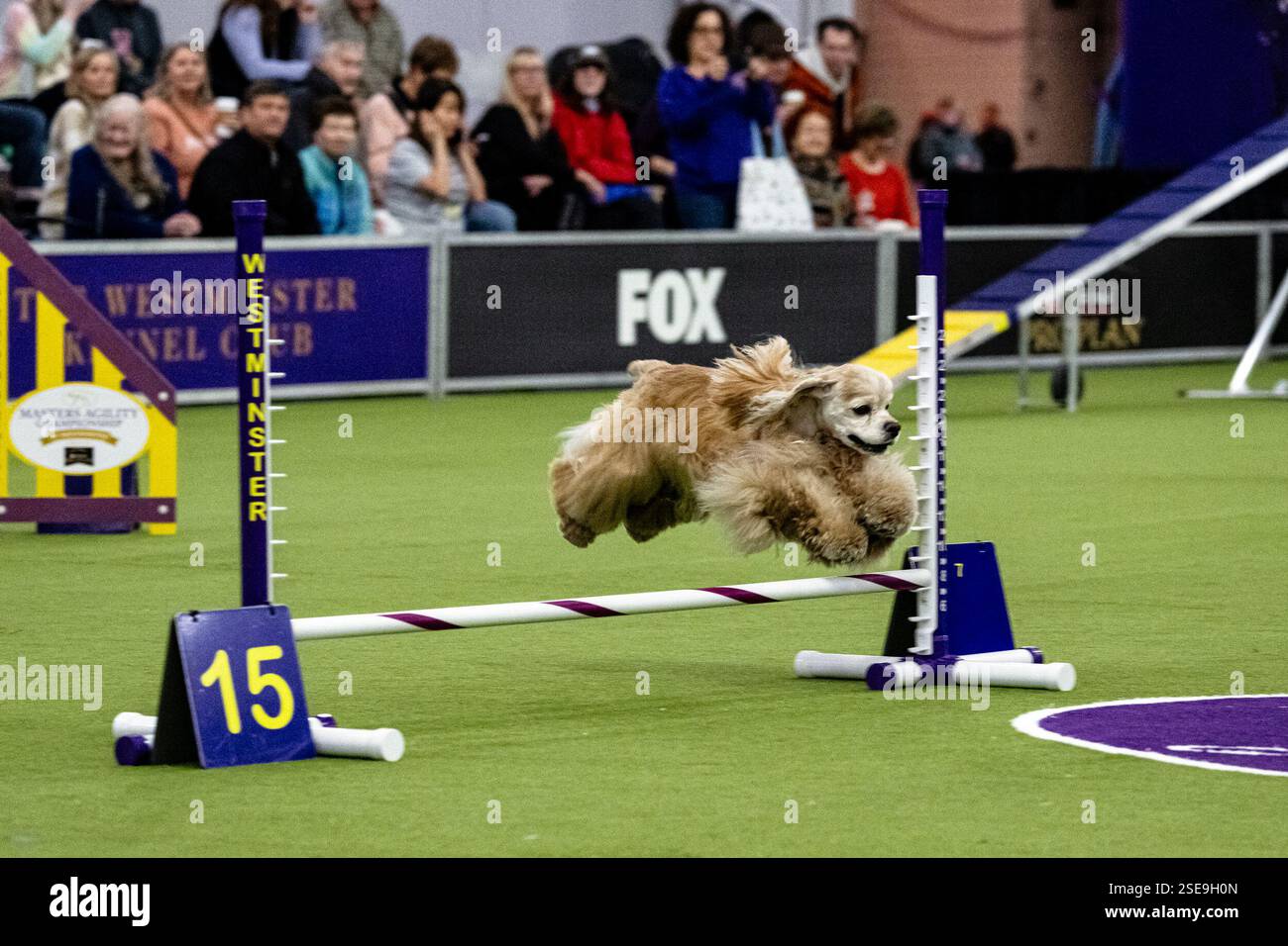 The Agility Competition Championship during day 1 of the 149th Annual ...