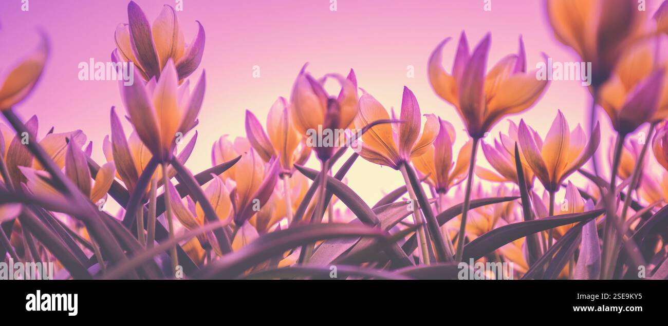 Blooming tarda tulips (Tulipa tarda) in purple light in spring. View ...
