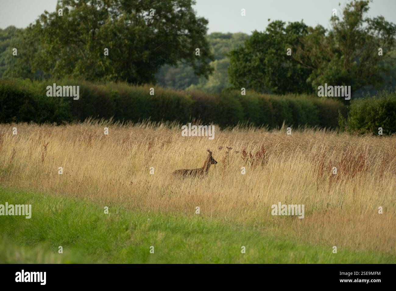 Roe deer sighting hi-res stock photography and images - Alamy