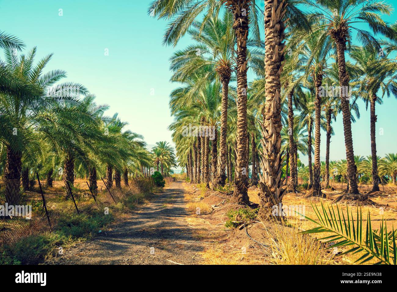 Rows of palm trees against the background of the daytime blue sky. Palm ...