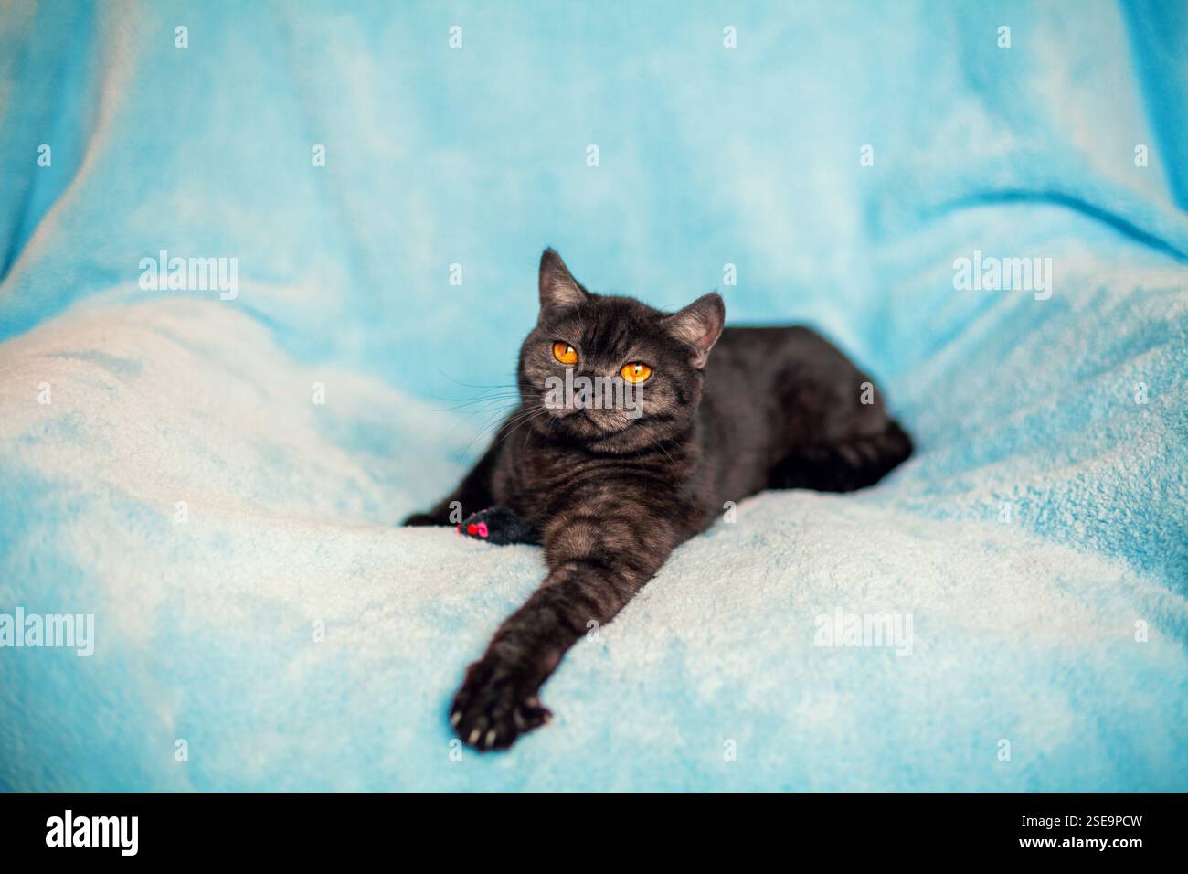 cat; chocolate; lying; down; blue; blanket; orange; eyes; adorable ...