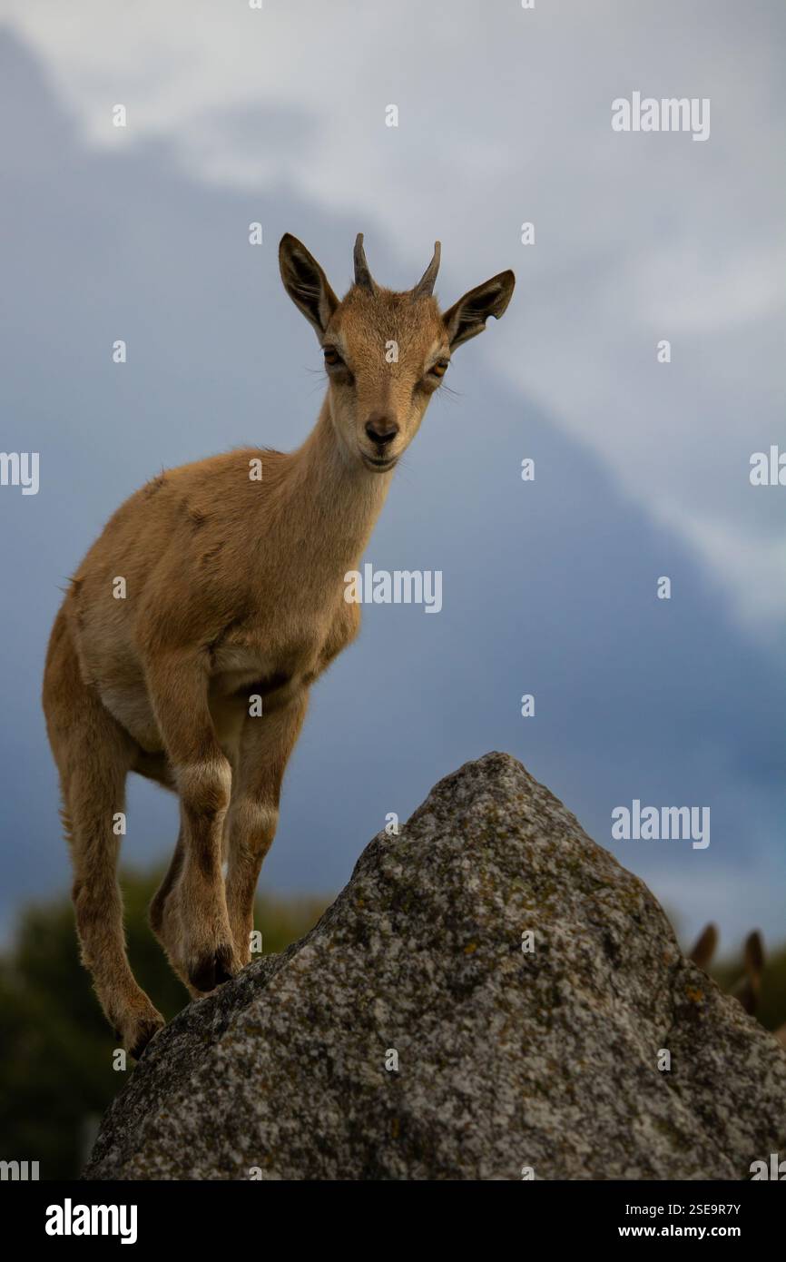 Carpa falconeri heptner. Turkmenian Markhor unique species Stock Photo ...