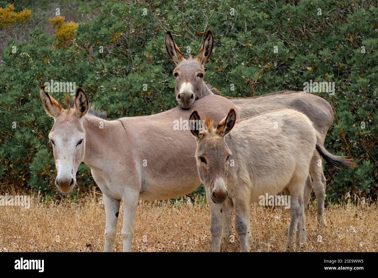 Donkeys face fence hi-res stock photography and images - Alamy