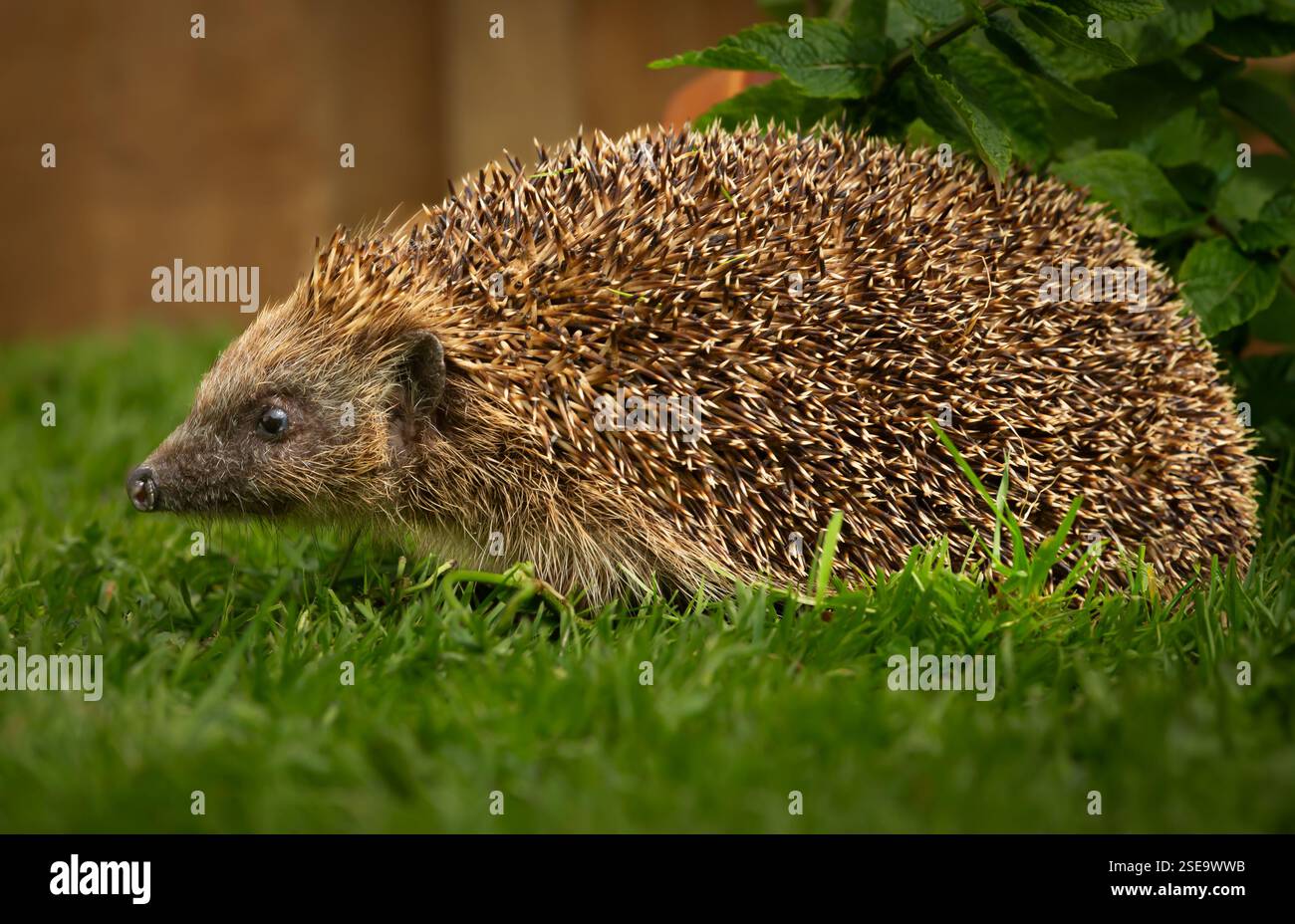 Hedgehog, Scientific name: Erinaceus Europaeus. A large, adult hedgehog ...
