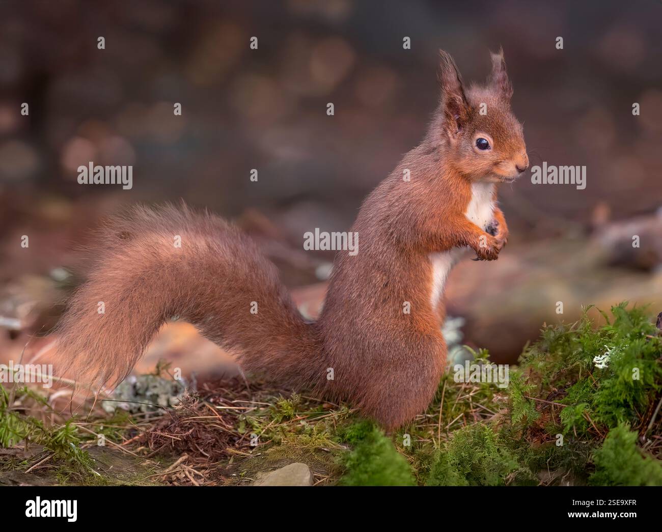 Red squirrel on moss hi-res stock photography and images - Alamy