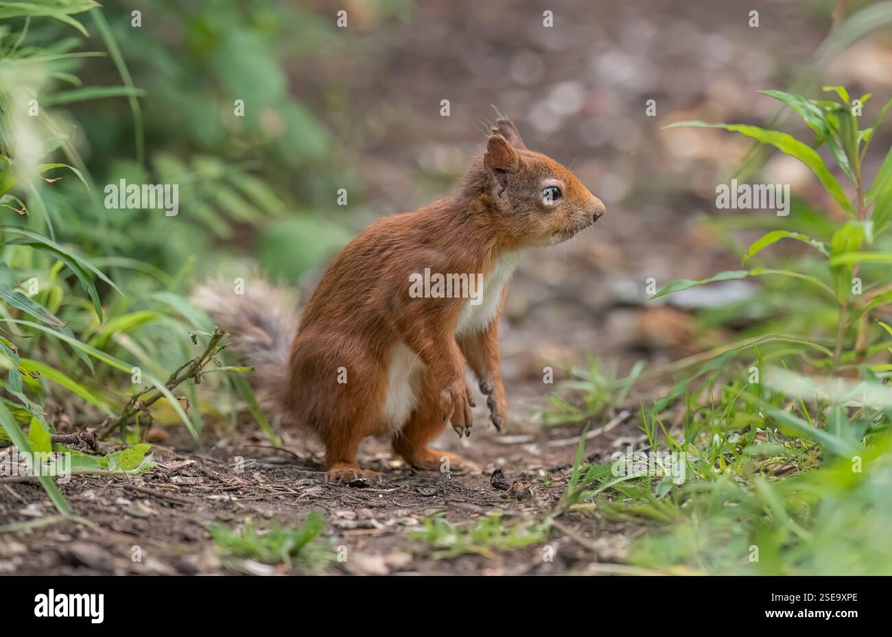 Red Squirrel sitting on the ground looking curious Stock Photo - Alamy