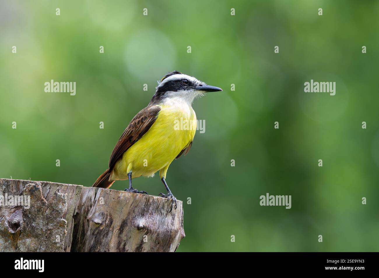 The great kiskadee, Pitangus sulphuratus, called bem-te-vi, pitogue etc ...