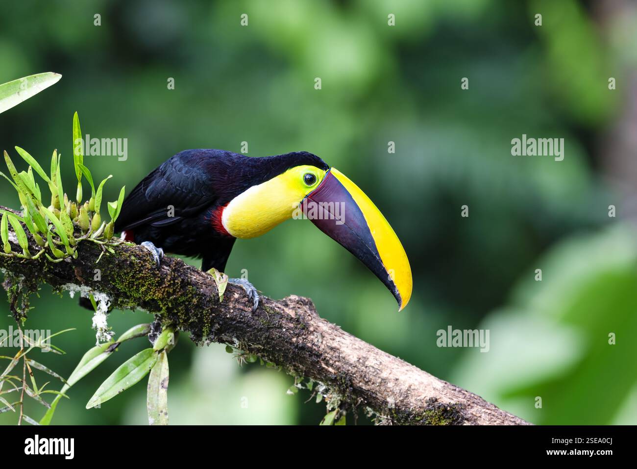 Close up chestnut mandibled toucan hi-res stock photography and images - Alamy