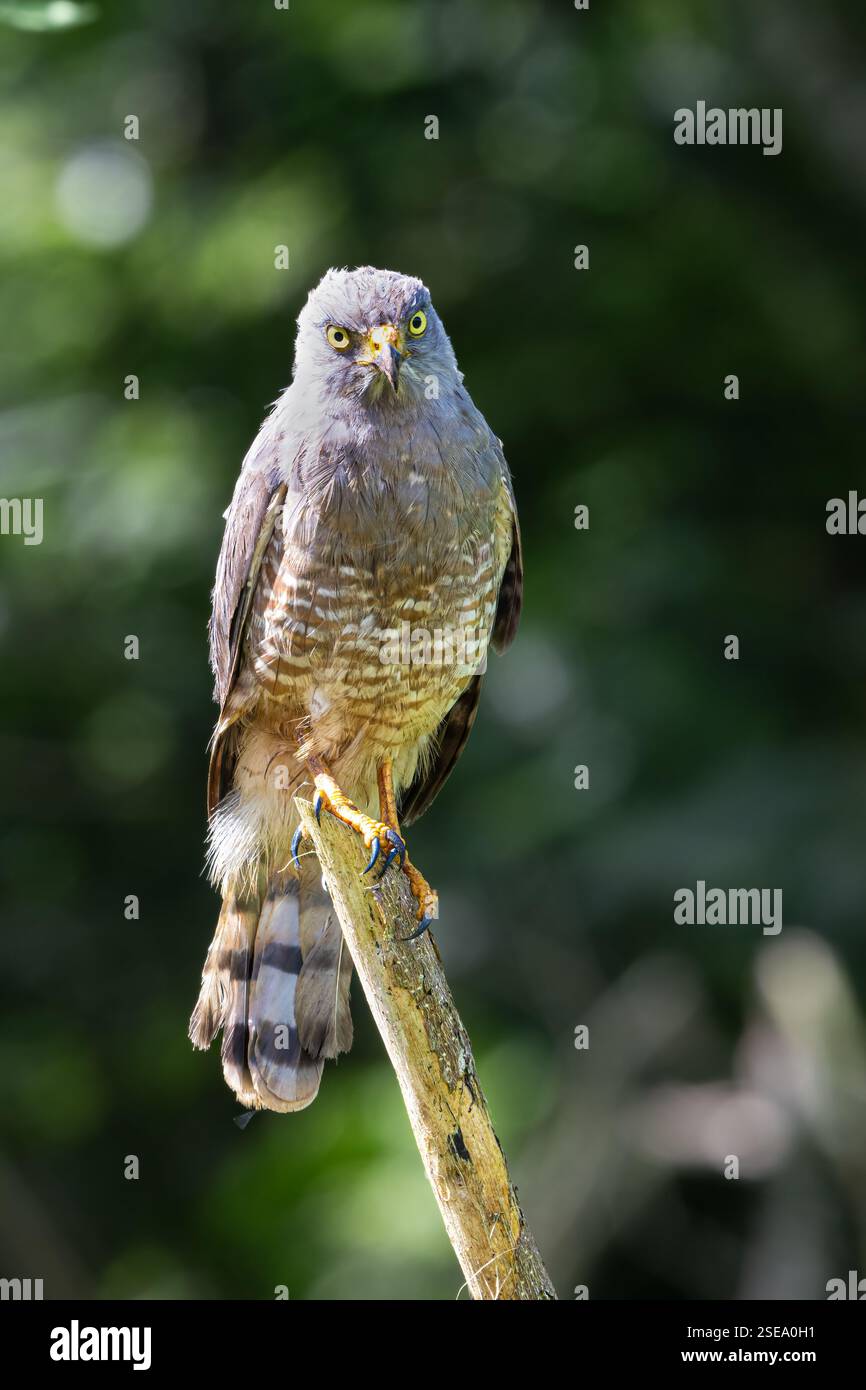 The roadside hawk, Rupornis magnirostris, is a relatively small bird of ...
