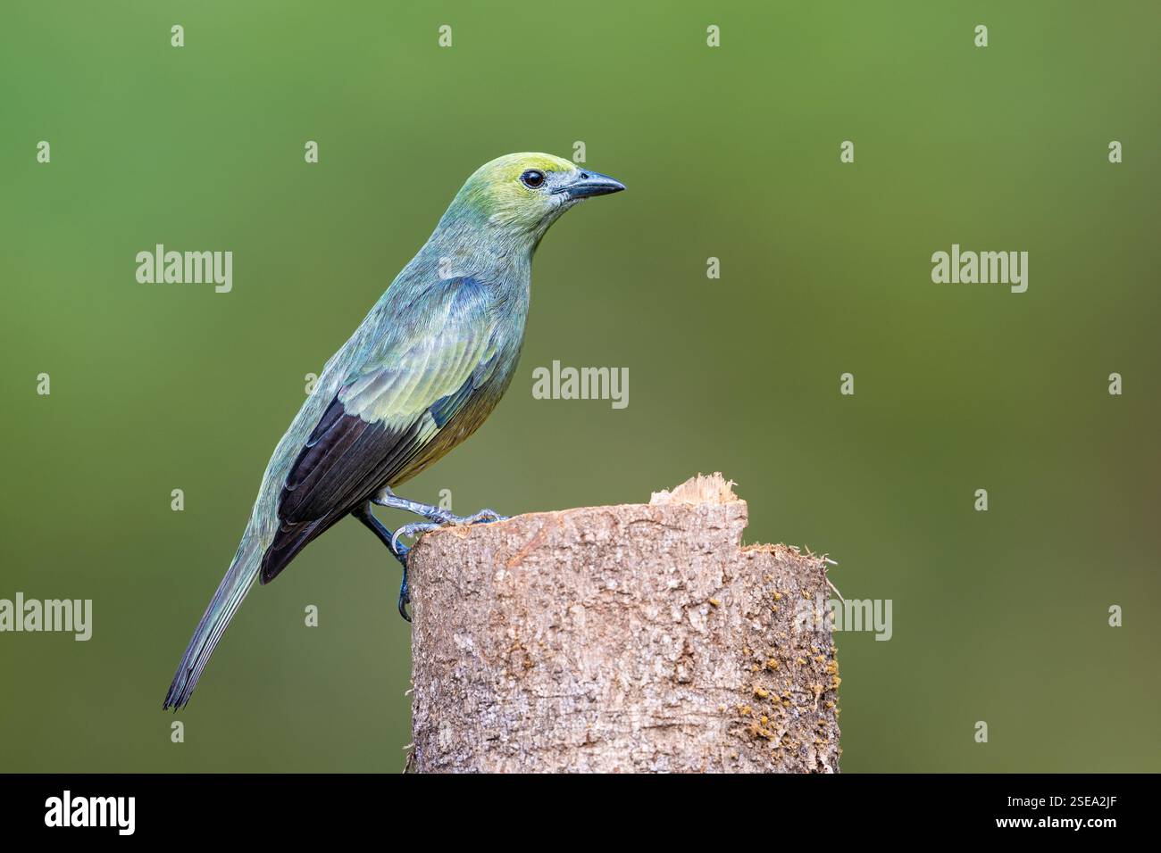 The palm tanager, Thraupis palmarum, is a medium-sized passerine bird ...
