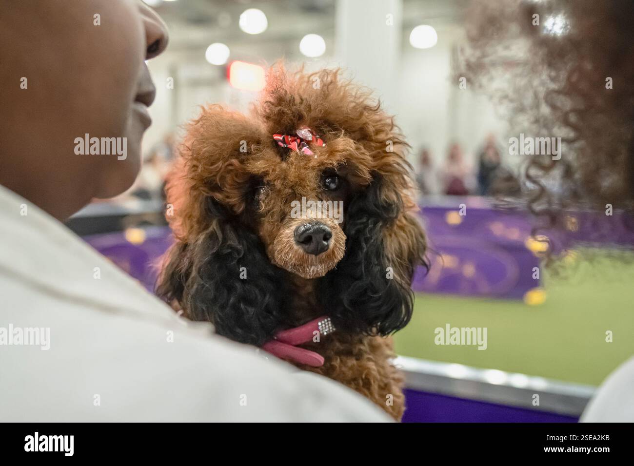 A poodle waits for competition on Day 1 of the Agility Competition ...