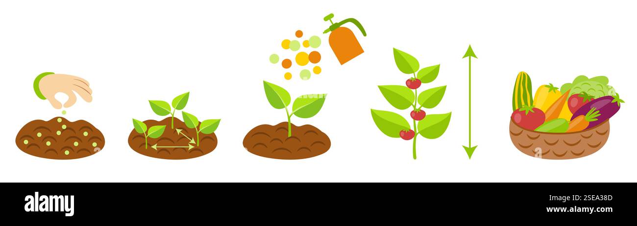 Plant growth stages infographics. Planting instruction template ...