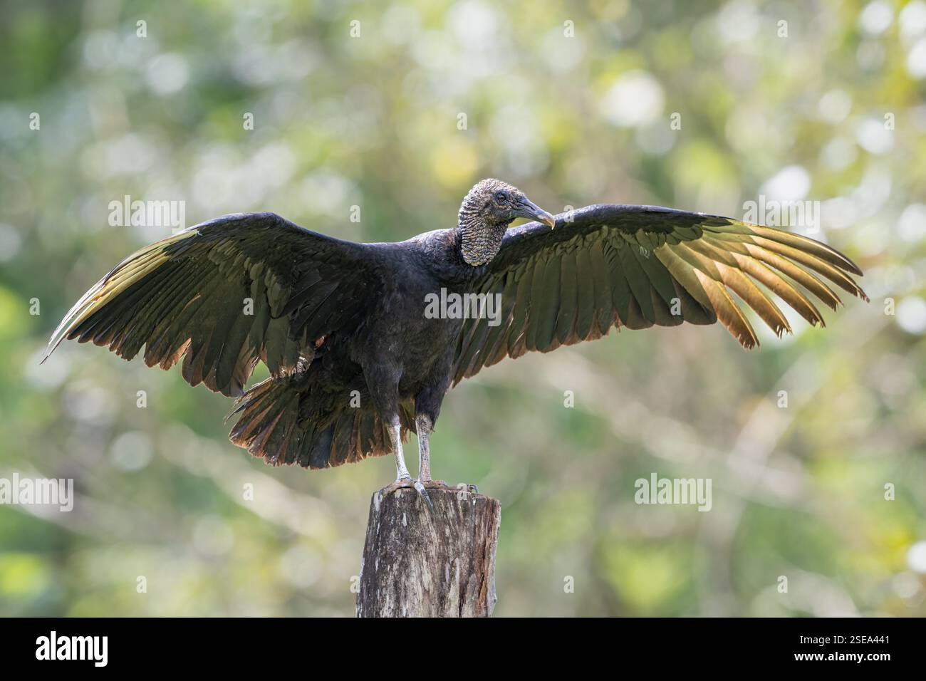 Coragyps atratus, The black vulture, also known as American or Mexican ...