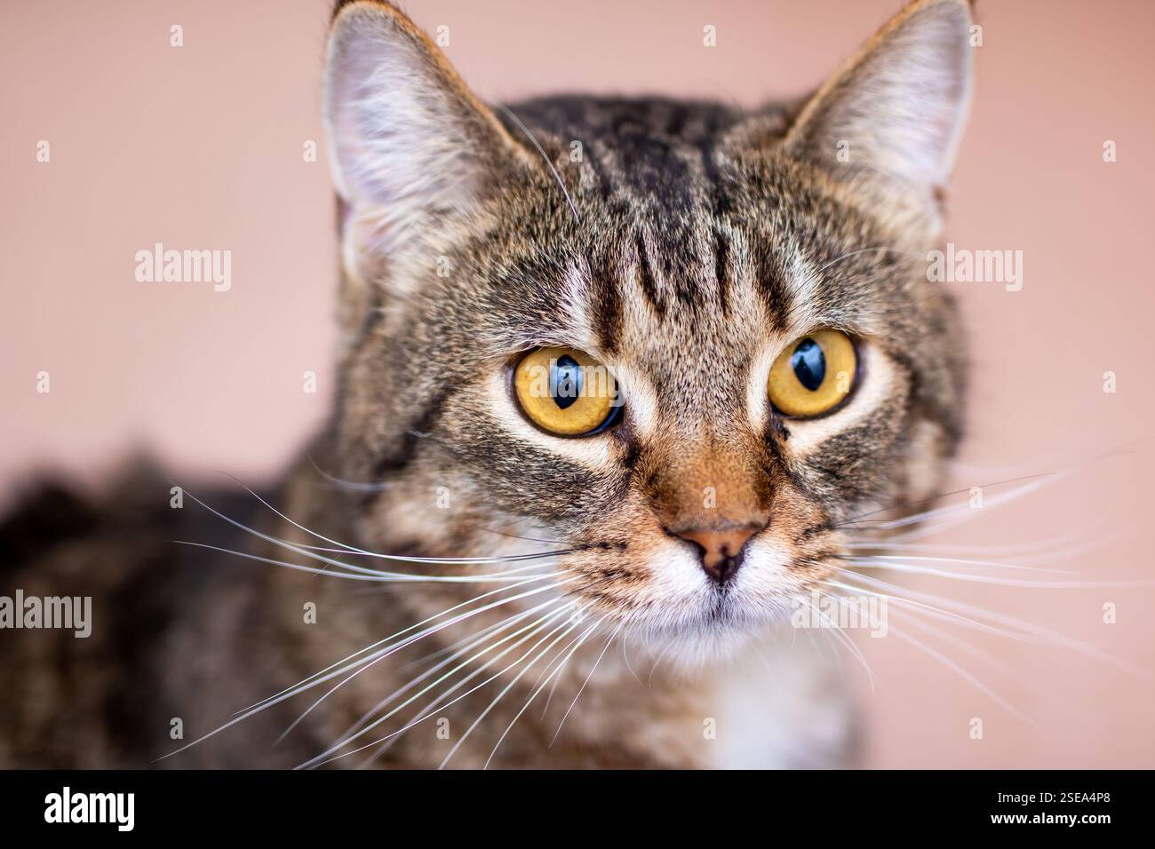 A detailed closeup of a cats face, which features striking yellow eyes ...