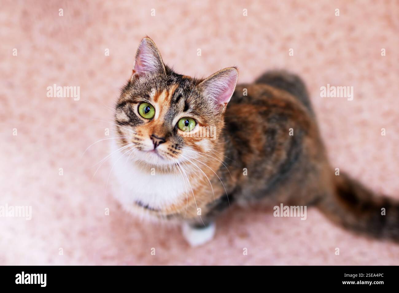 A beautiful calico cat sporting vibrant green eyes is gazing up ...