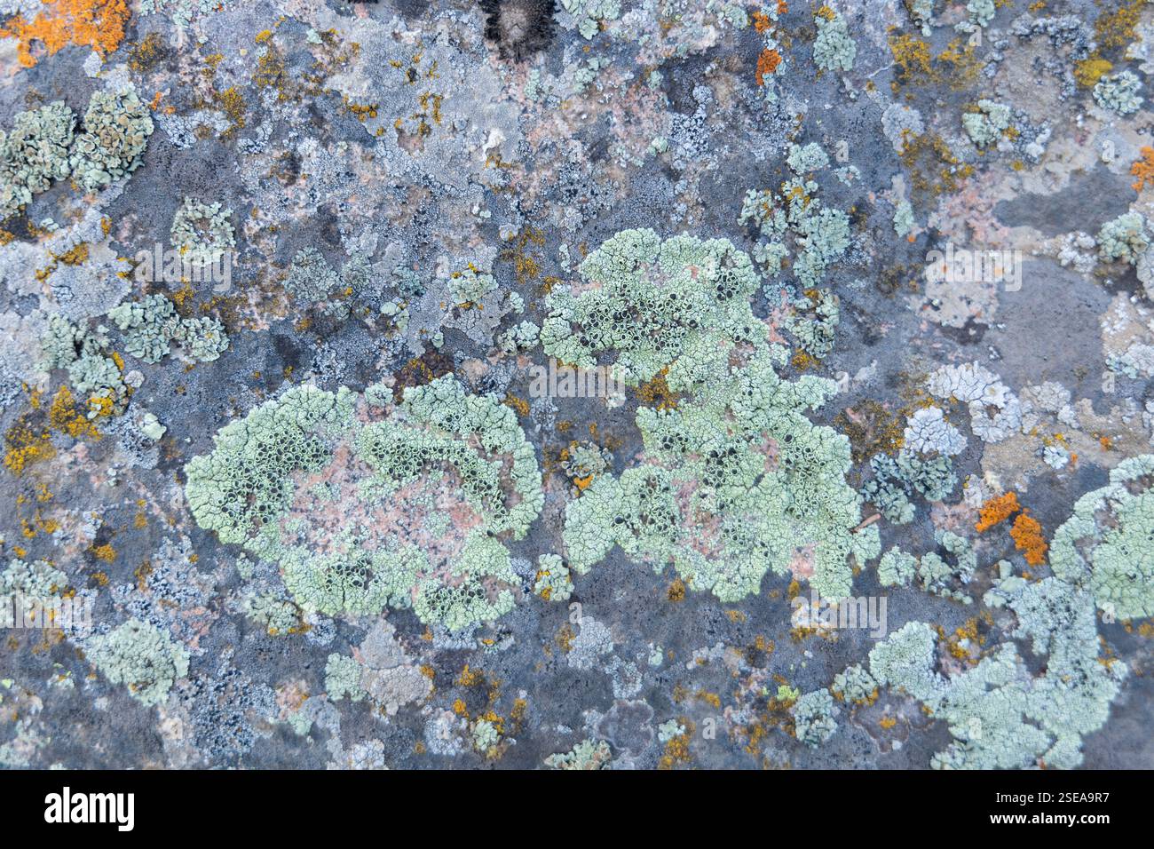 Colorful lunches cover granite rocks Kazakhstan, Shymkent Stock Photo ...