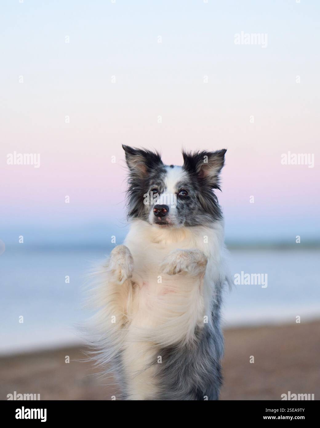 A Border Collie standing on its hind legs at the beach during sunset ...