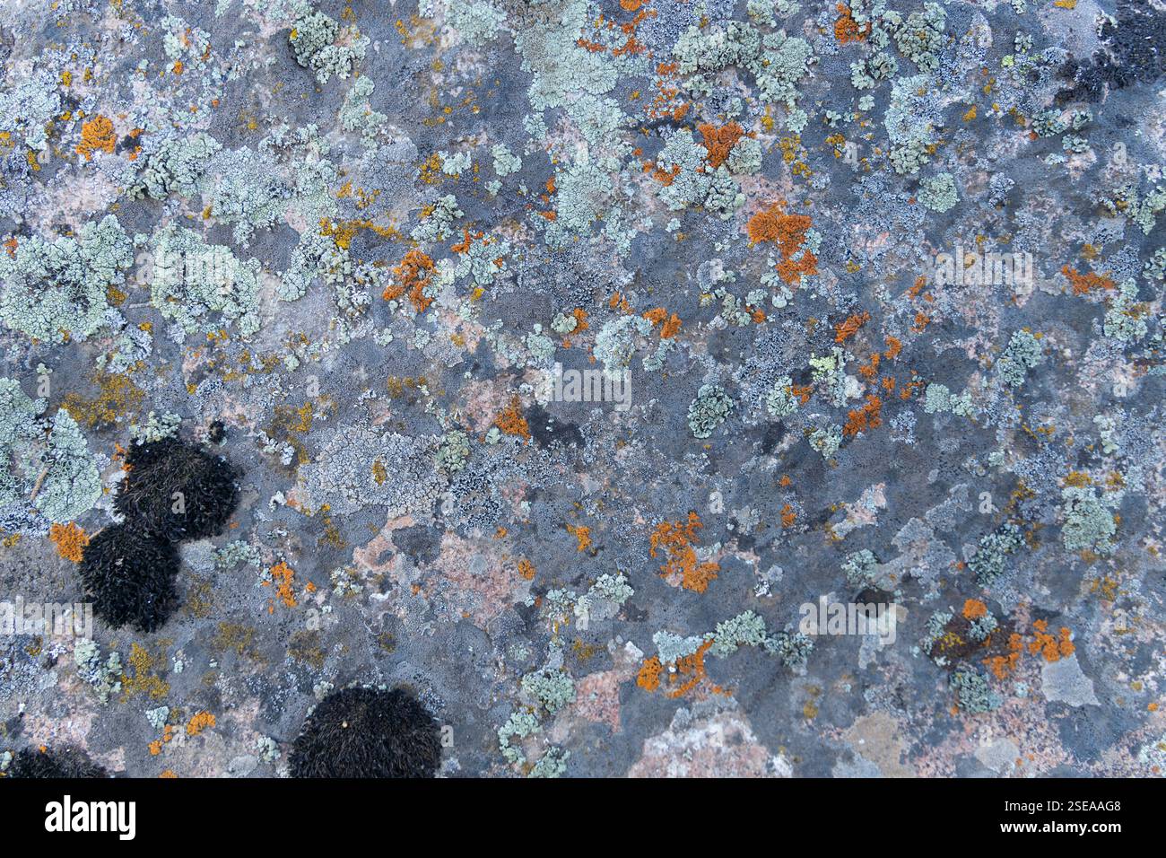 Moss and lichen on the rock surface. Various color and shapes. Nature ...