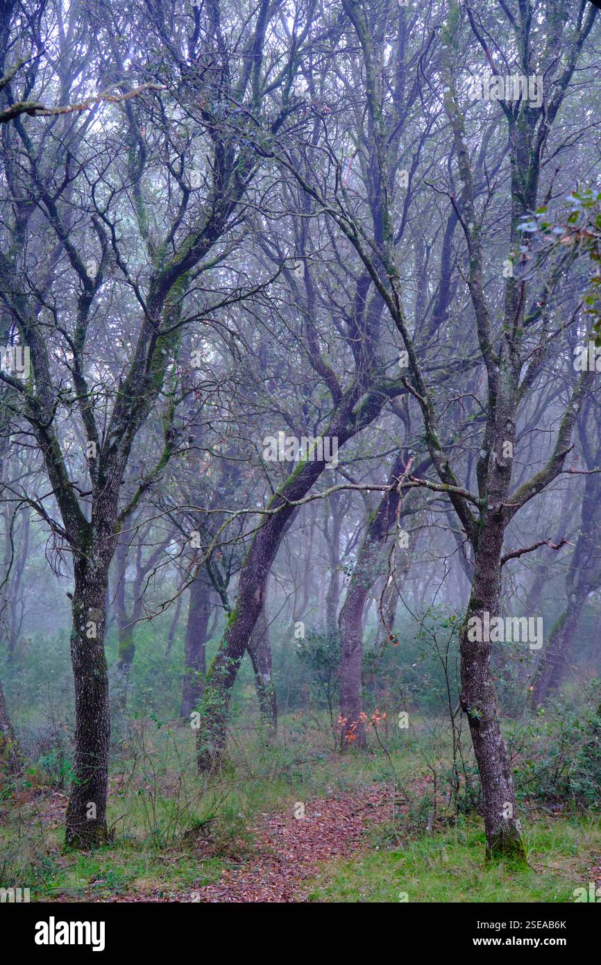 Entering a forest hi-res stock photography and images - Alamy