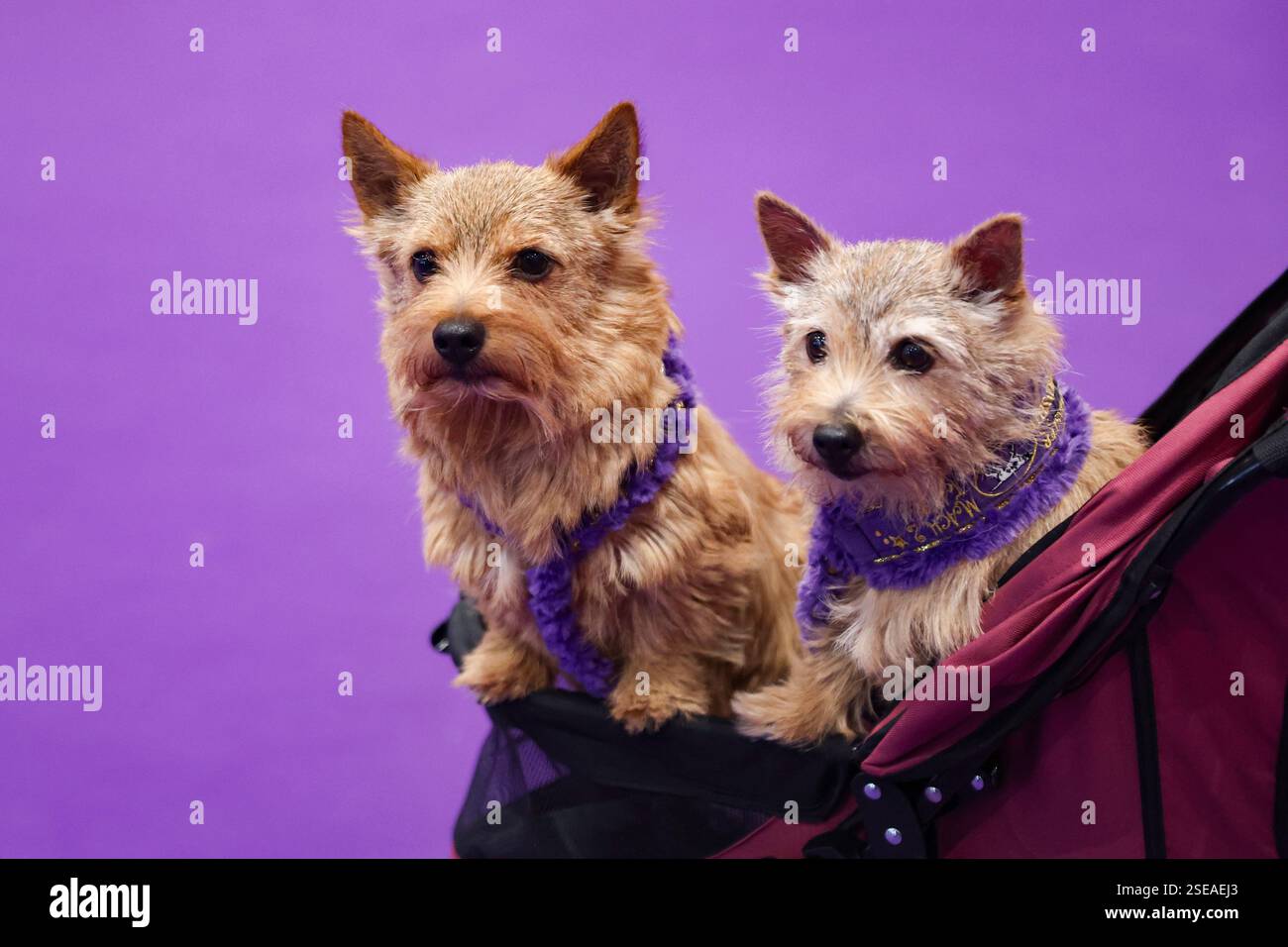 Benny, left, and Tansey, Norwich Terriers, sit in a stroller at the 149th Westminster Kennel ...