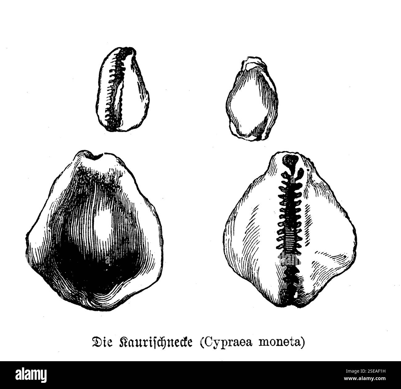 Cowrie shell money hi-res stock photography and images - Alamy