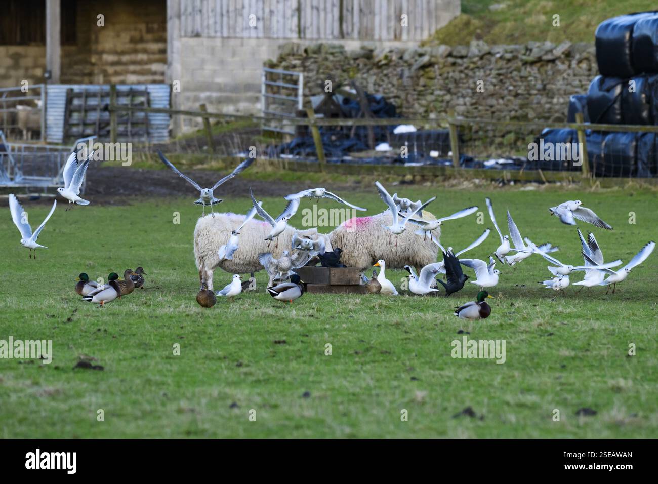 Sheep in farm field & variety of greedy hungry birds flocking, gathered ...