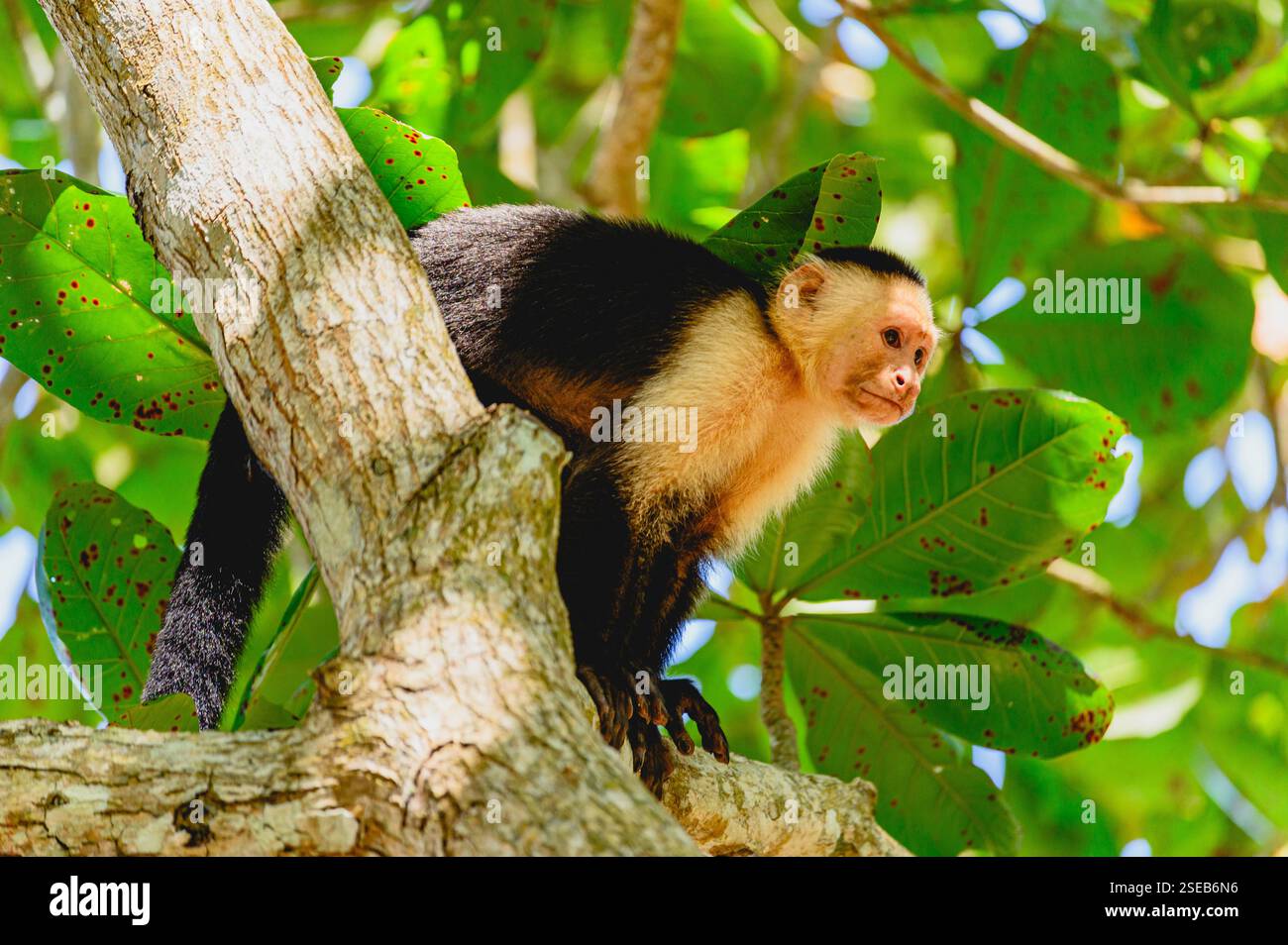 Primate viejo hi-res stock photography and images - Alamy