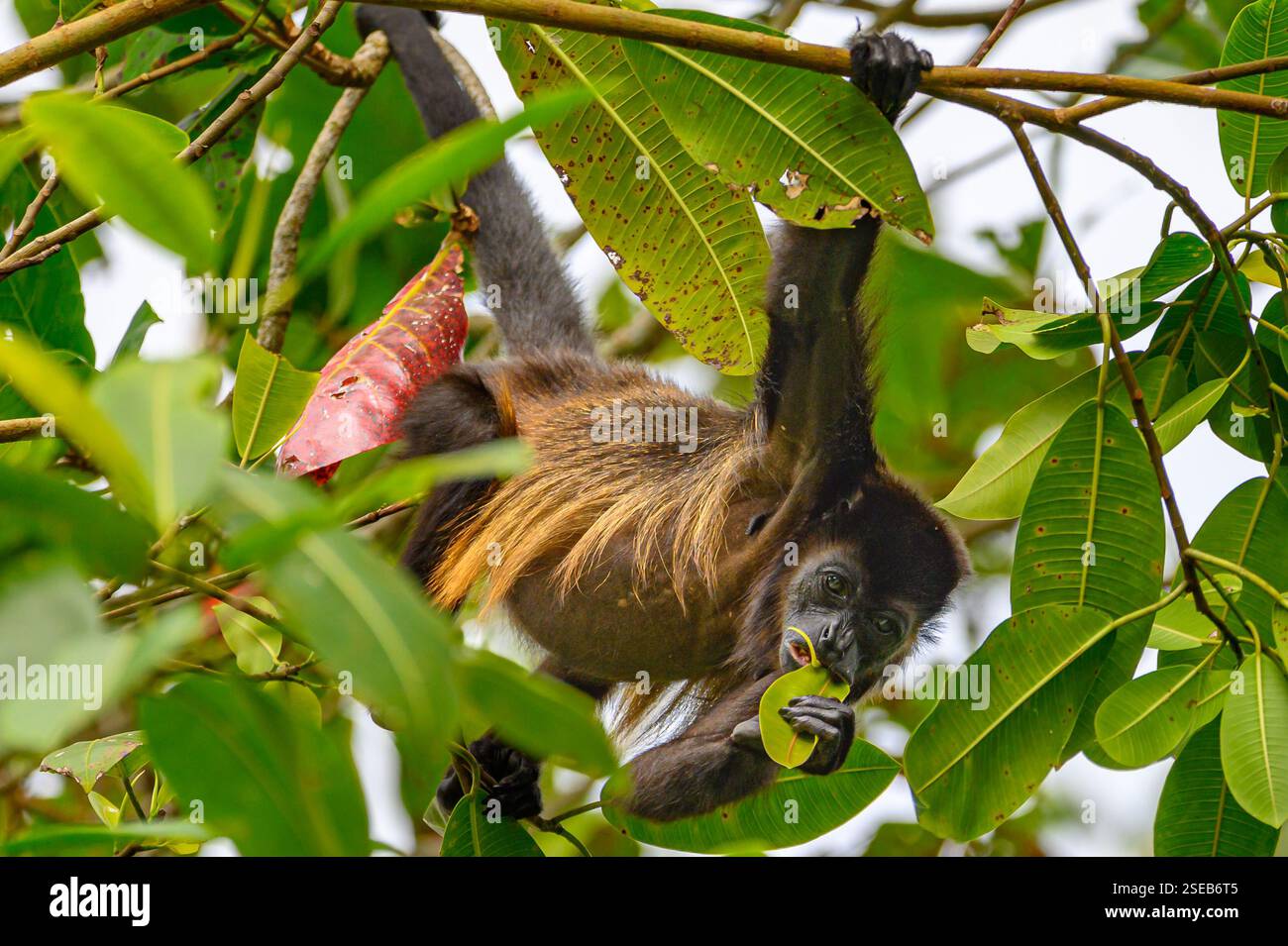 A howler monkey eating and climbing in the trees of the jungle Stock ...