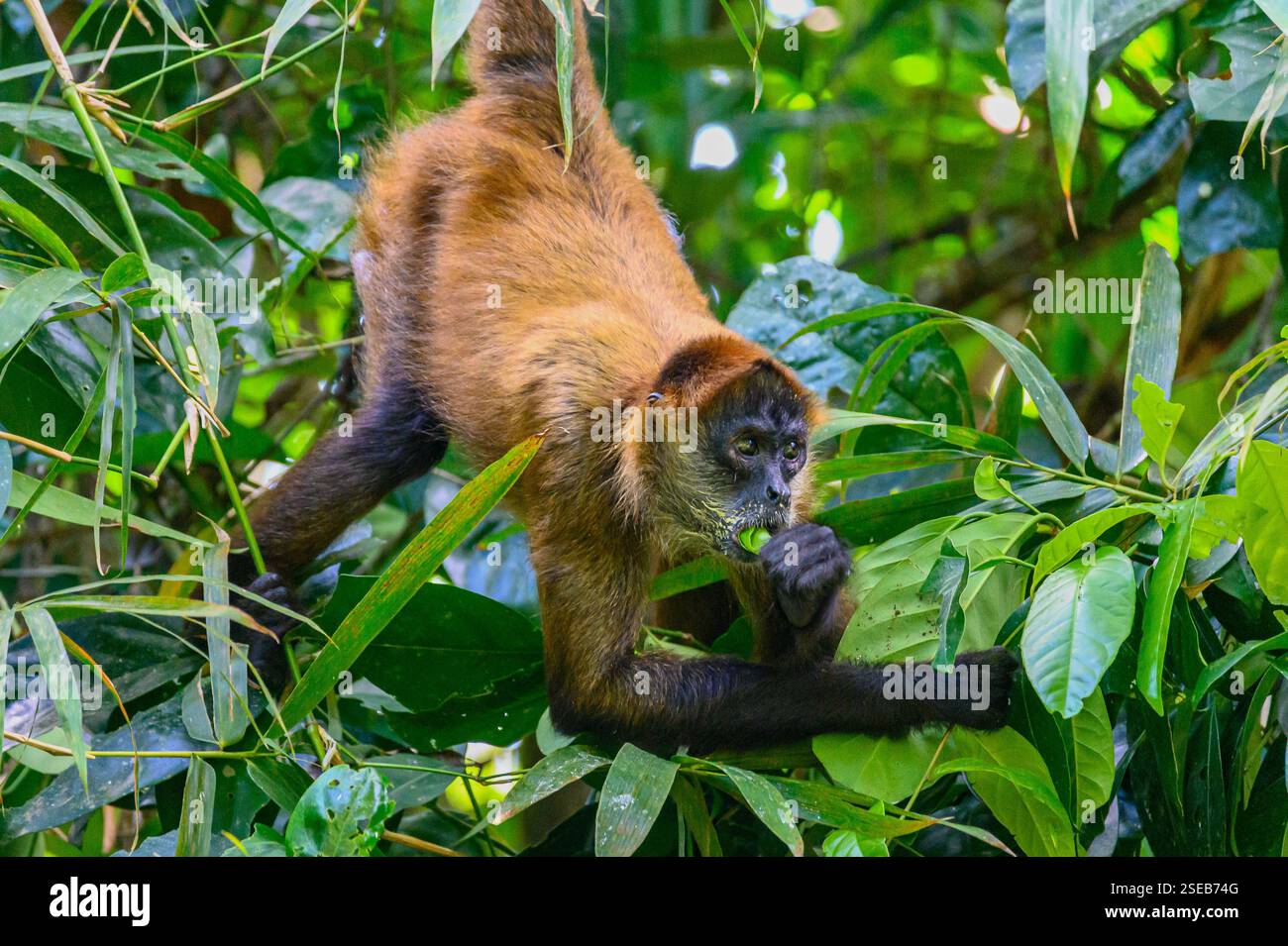 A howler monkey eating and climbing in the trees of the jungle Stock ...