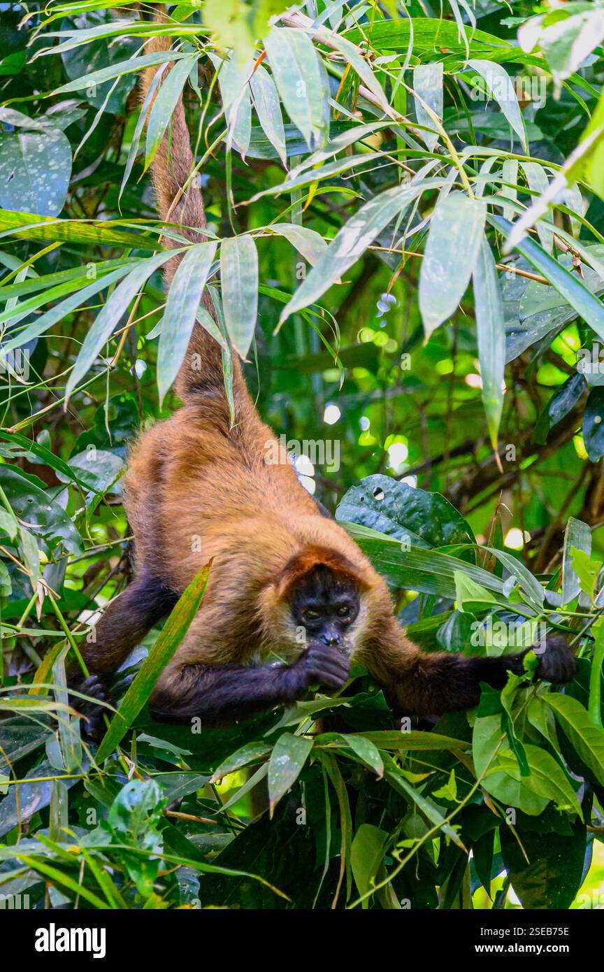 A howler monkey eating and climbing in the trees of the jungle Stock ...