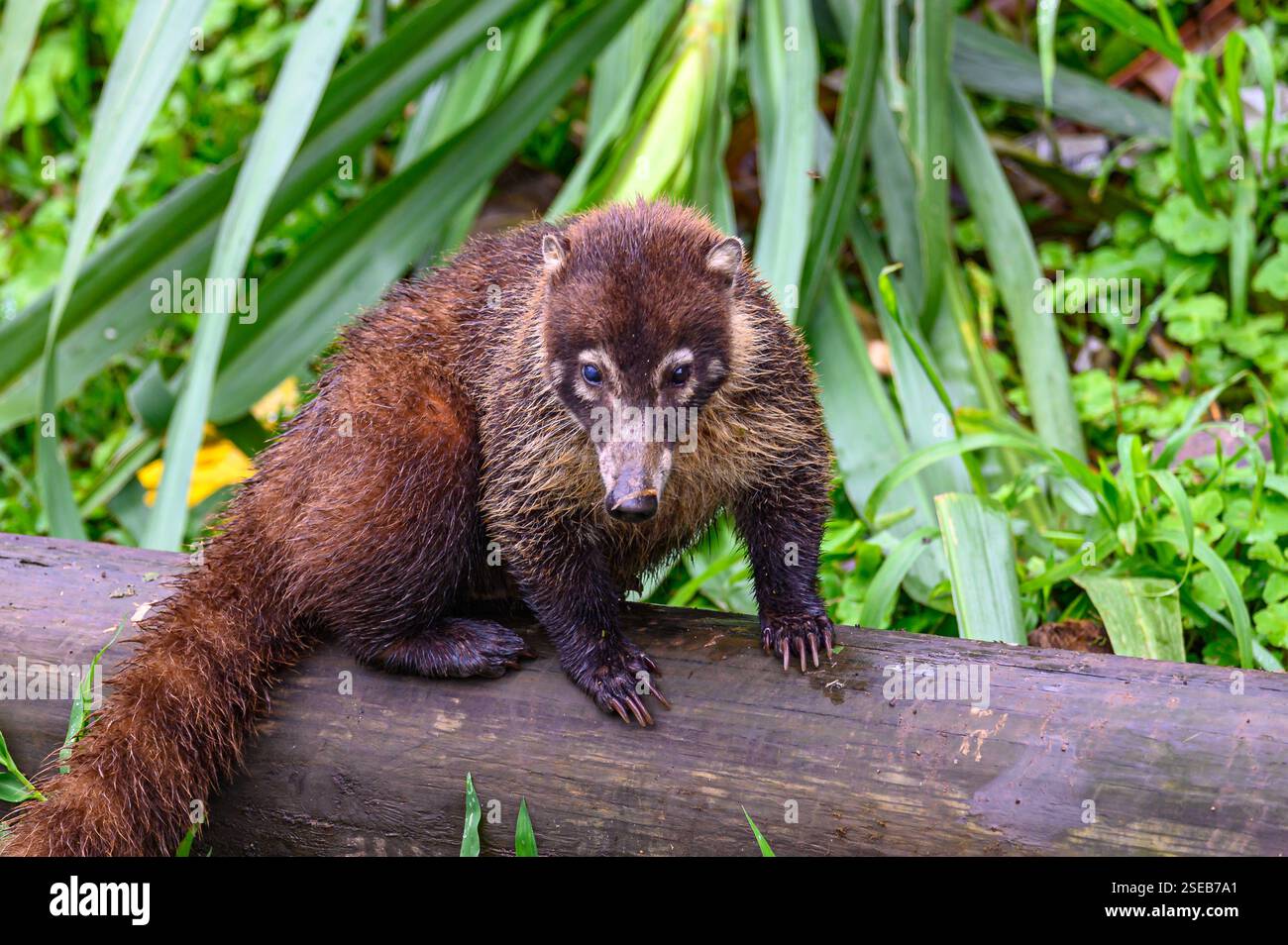 Weissnasiger nasenbar hi-res stock photography and images - Alamy