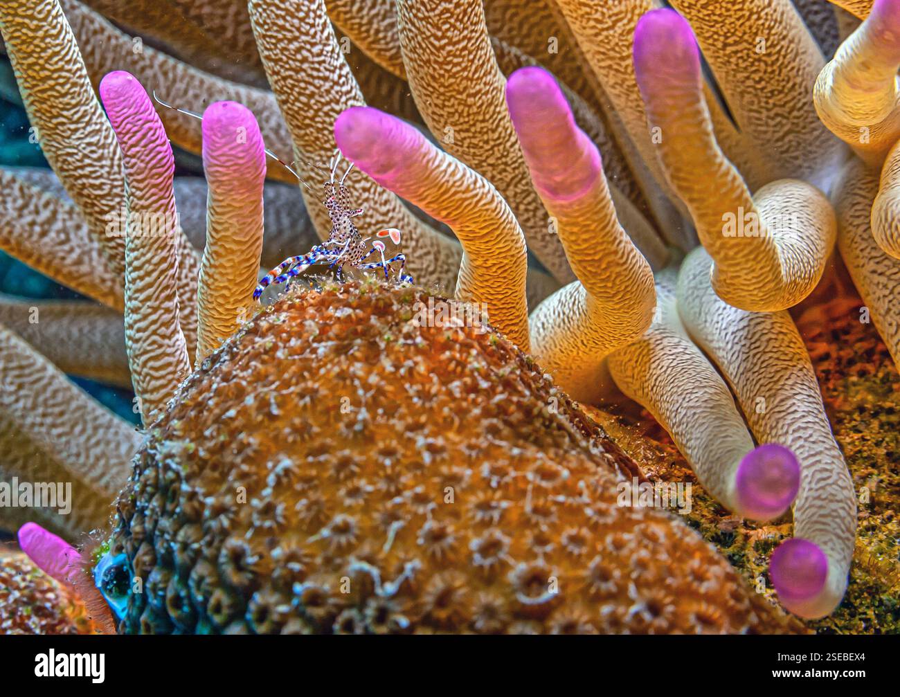 Ancylomenes pedersoni, sometimes known as Pederson's shrimp, is a ...
