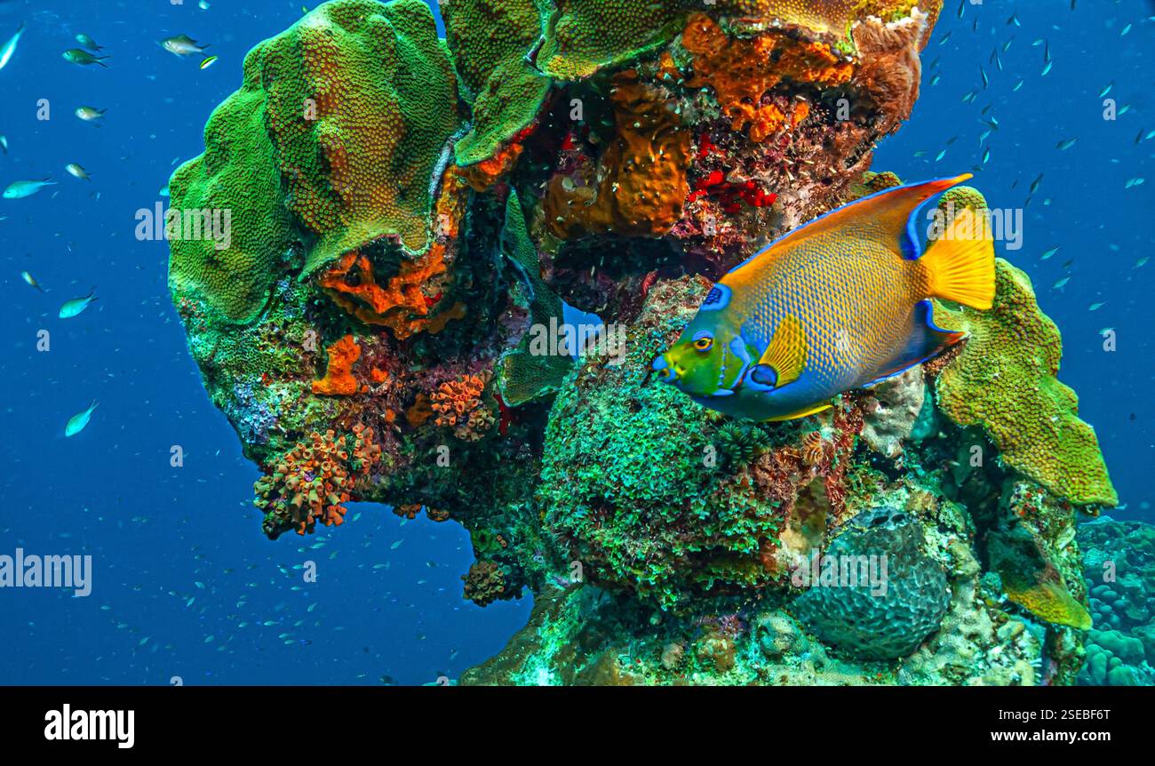 queen angelfish ,Holacanthus ciliaris, also known as the blue angelfish ...
