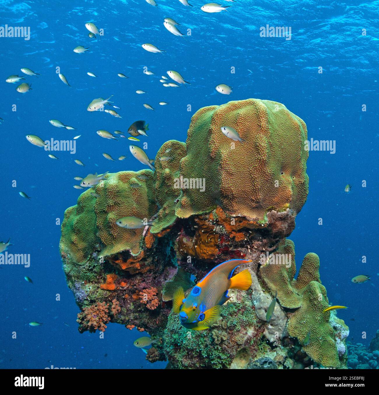 queen angelfish ,Holacanthus ciliaris, also known as the blue angelfish ...