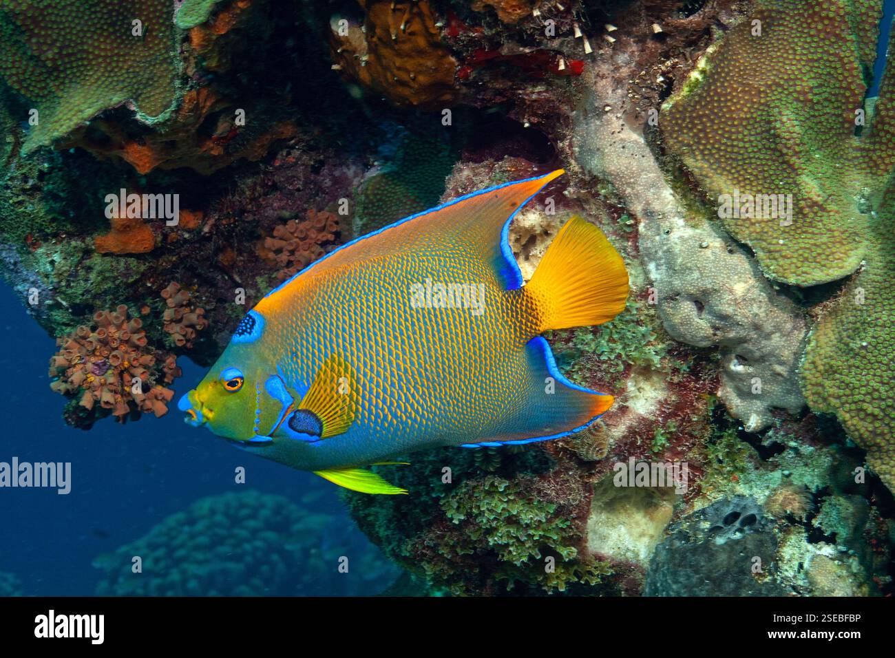 queen angelfish ,Holacanthus ciliaris, also known as the blue angelfish ...