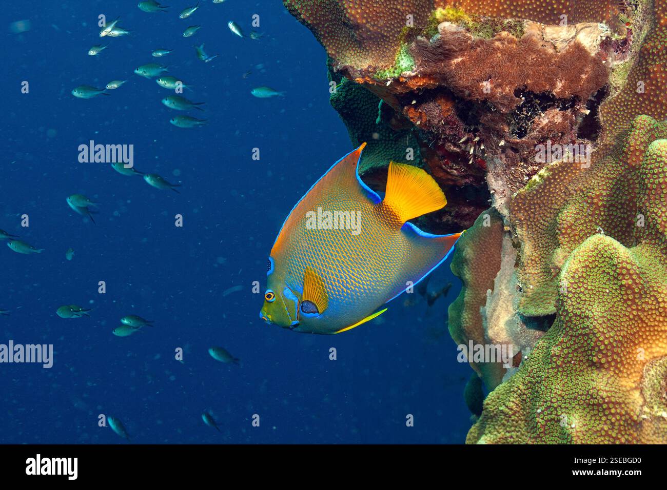 queen angelfish ,Holacanthus ciliaris, also known as the blue angelfish ...