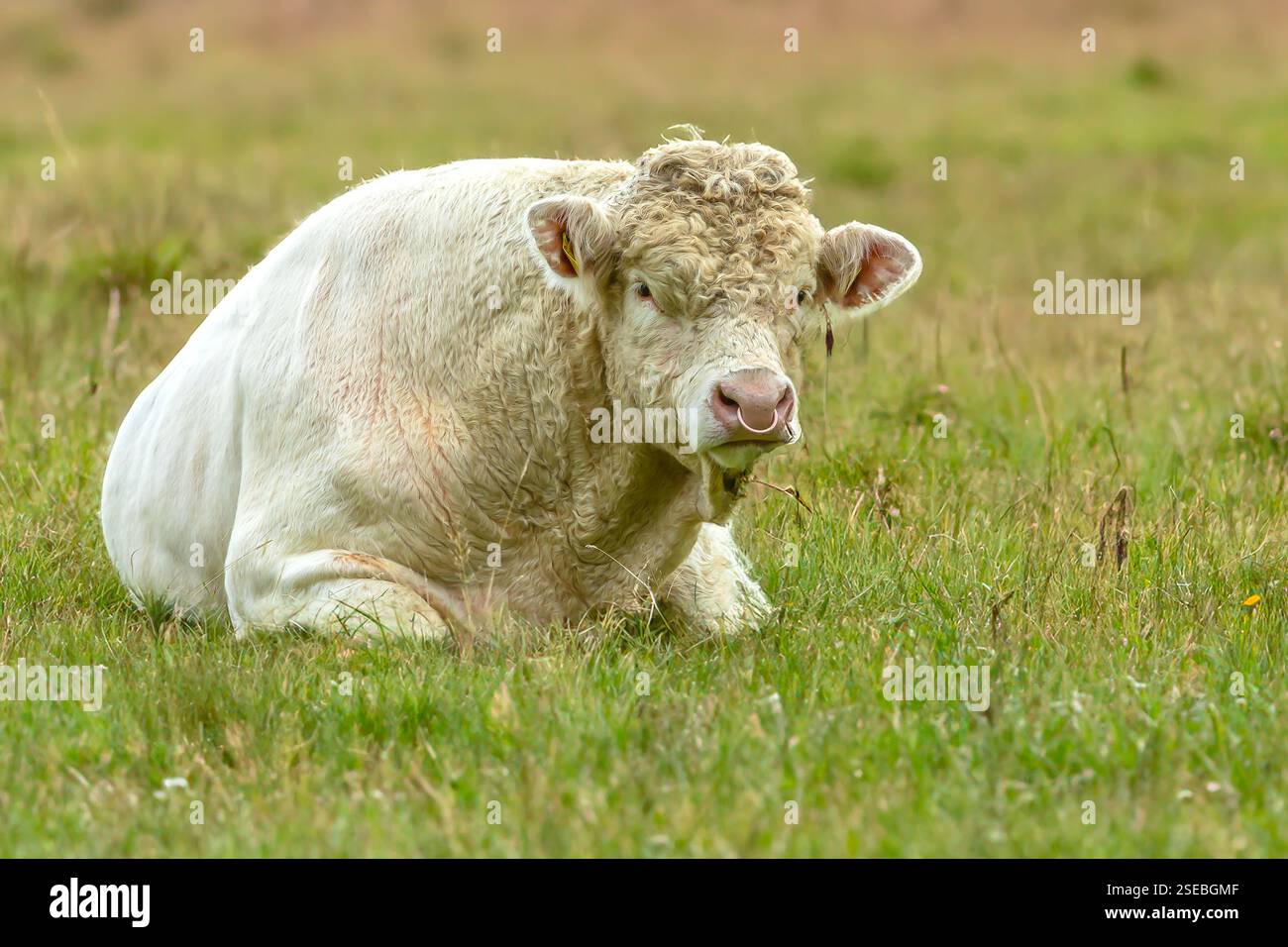 Charolais Bull. Large, powerful Charolais bull with ring through his ...