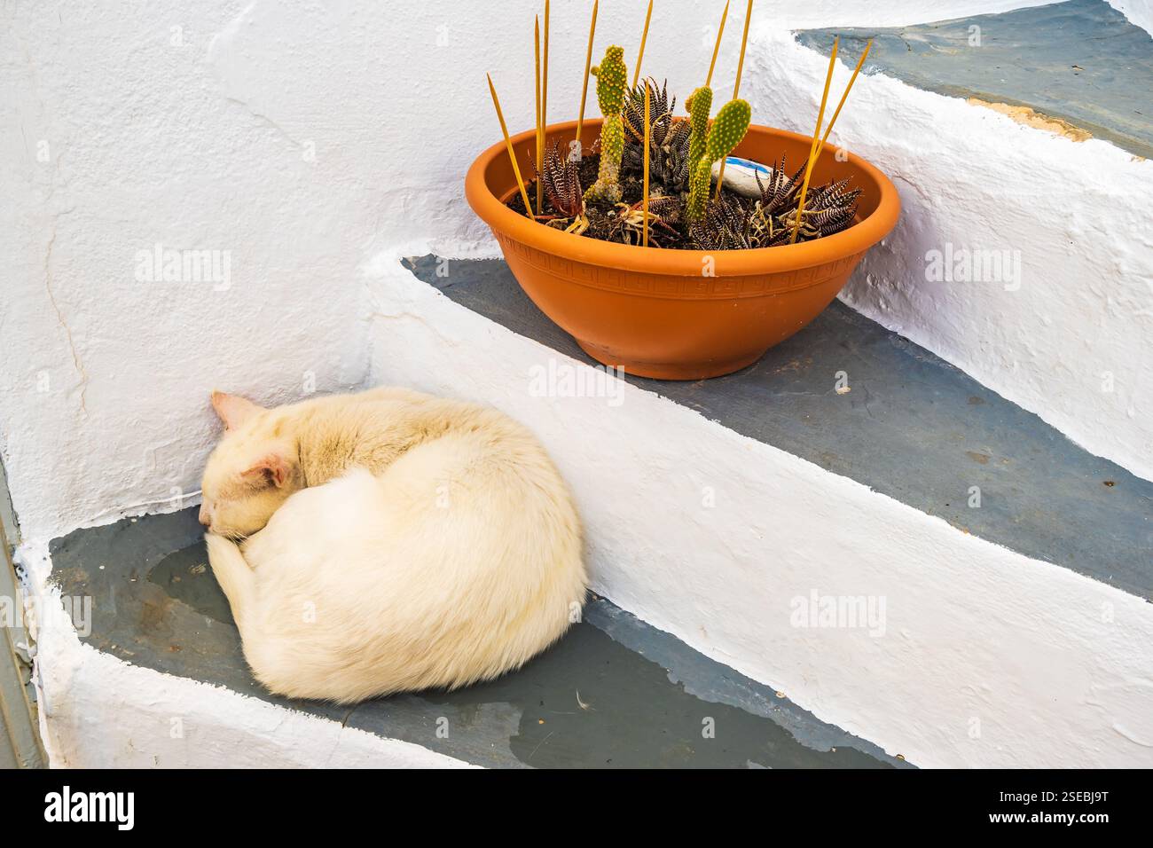 White cat sleeping on steps of typical Greek white houses in Plaka ...