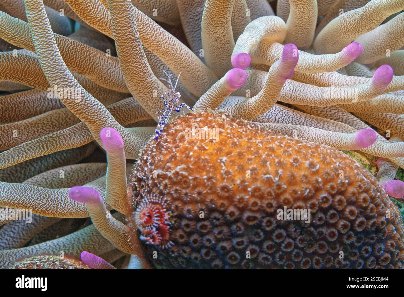 Ancylomenes pedersoni, sometimes known as Pederson's shrimp, is a ...
