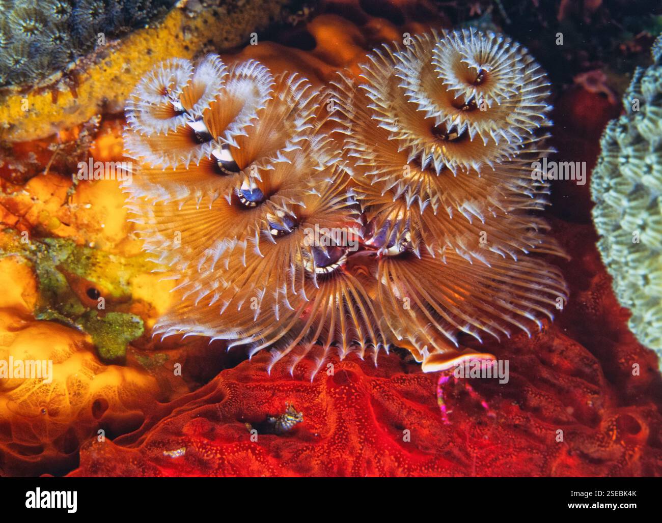 Spirobranchus giganteus, commonly known as Christmas tree worms, are ...